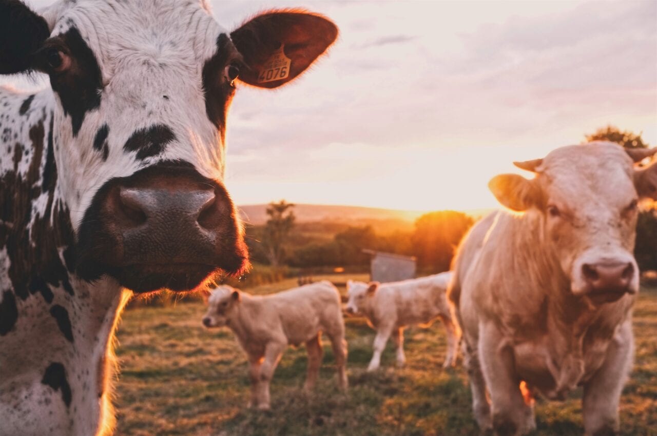 Livestock - Kelln Solar
